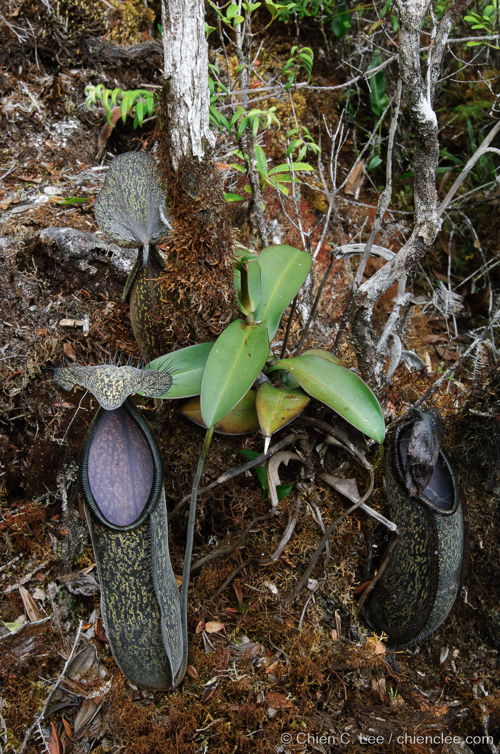 New Pitcher Plant Discoveries – Chien C. Lee